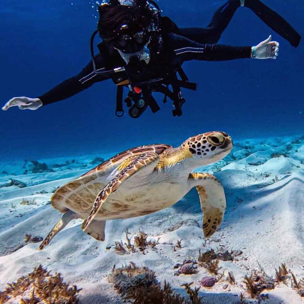 Home - Only Bubbles Scuba Diving in Cancun and Riviera Maya